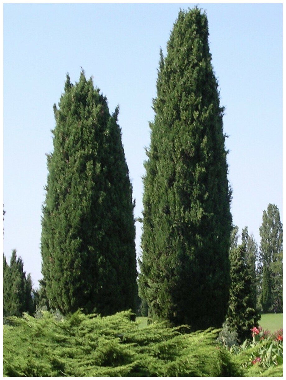 Кипарис пирамидальный семена 30 штук