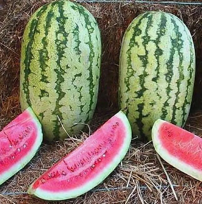 Семена Арбуза "Кай F1", 10 шт. семян