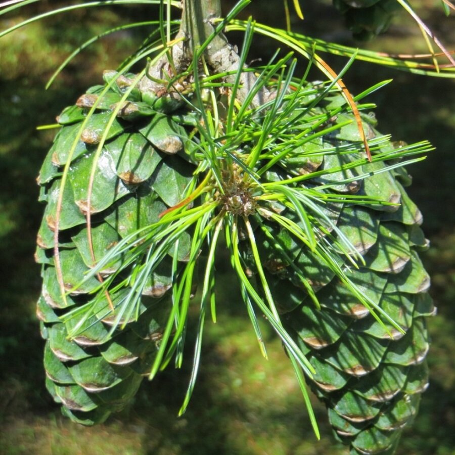 Семена Deodar SEEDS COMPANY Кедр корейский 30 шт.