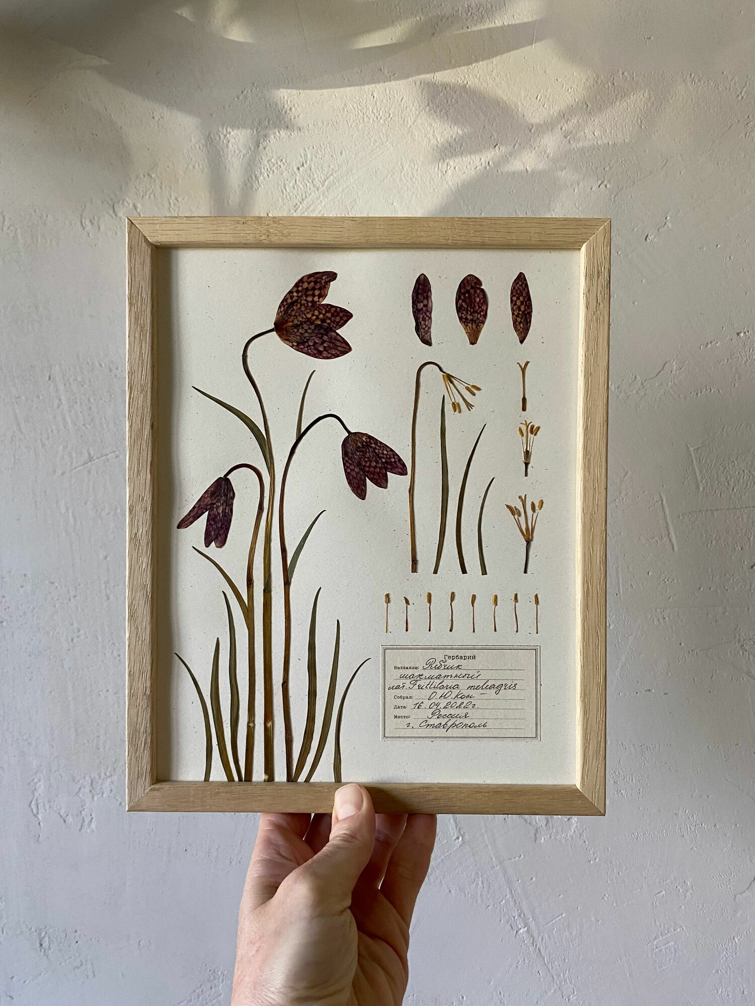 Гербарий Натуральный. Ботаническое Панно в рамке под стеклом Рябчик Шахматный / Fritillaria meleagris Olya_klever" / 20Х25 см.