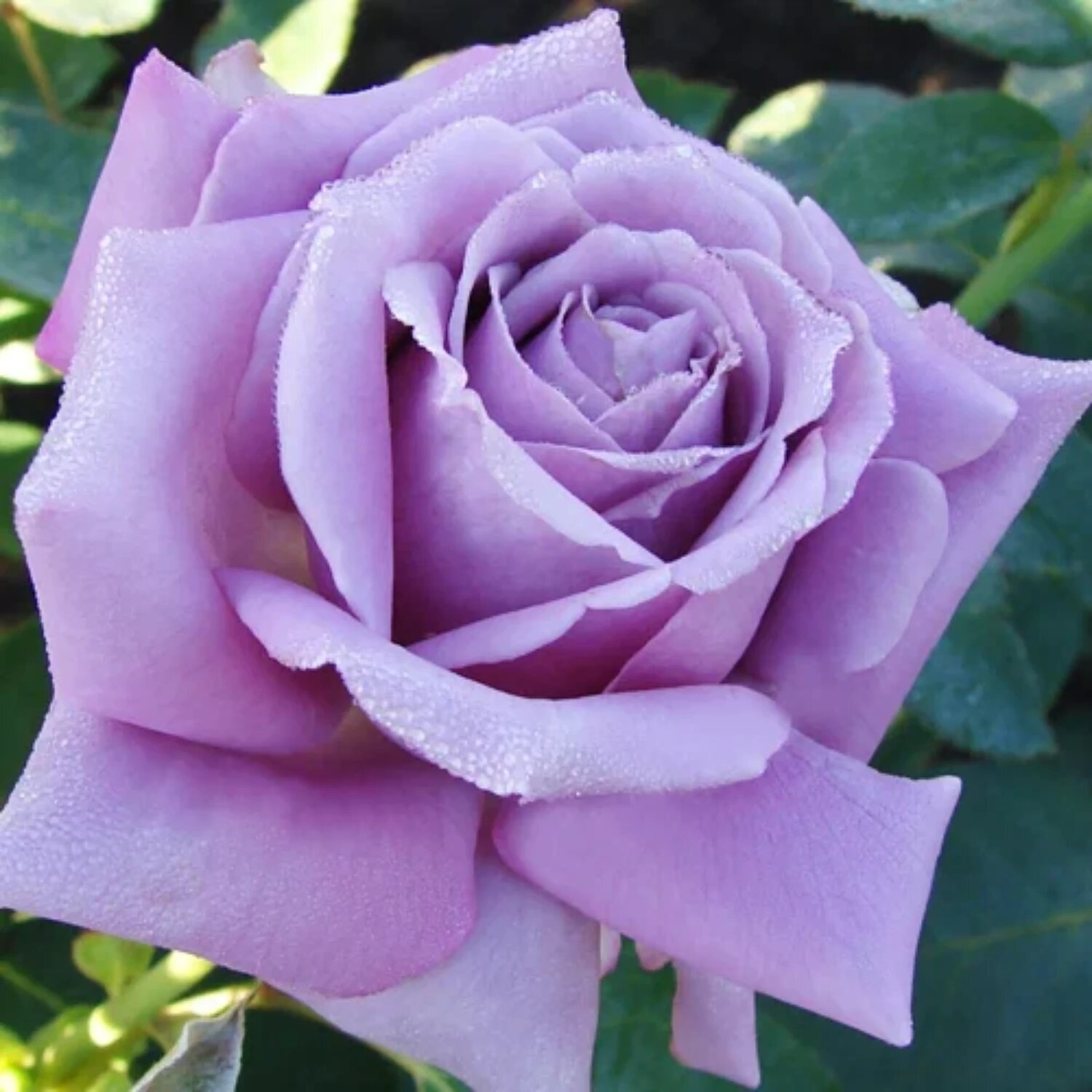 Роза чайно-гибридная Блю Берд (Blue Bird) / 2 шт, ароматные розы