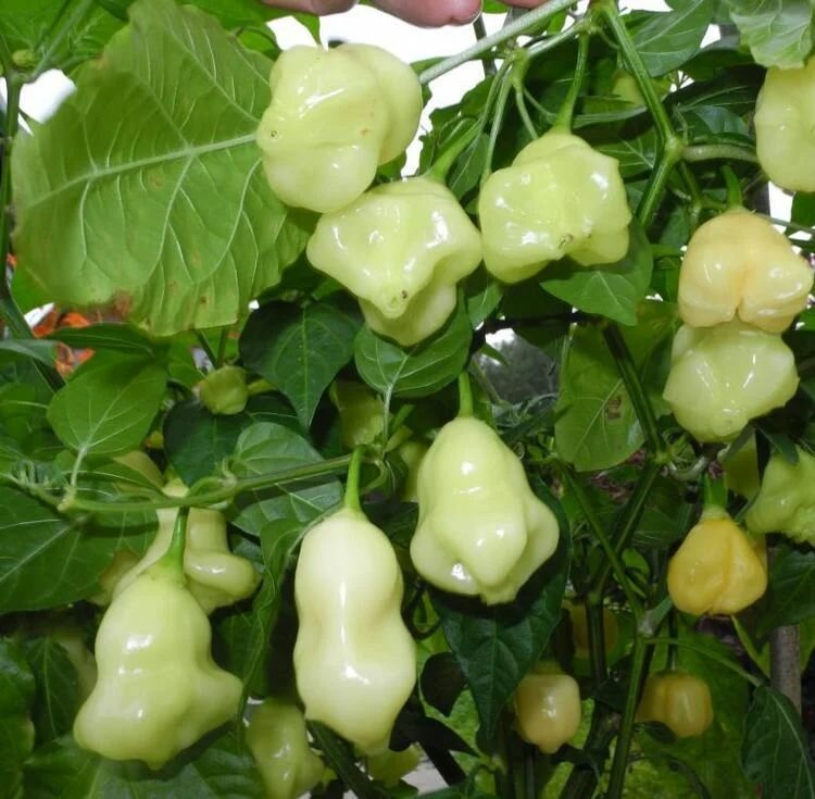 Коллекционные семена перца острого Айджи Уайт Фэнтези