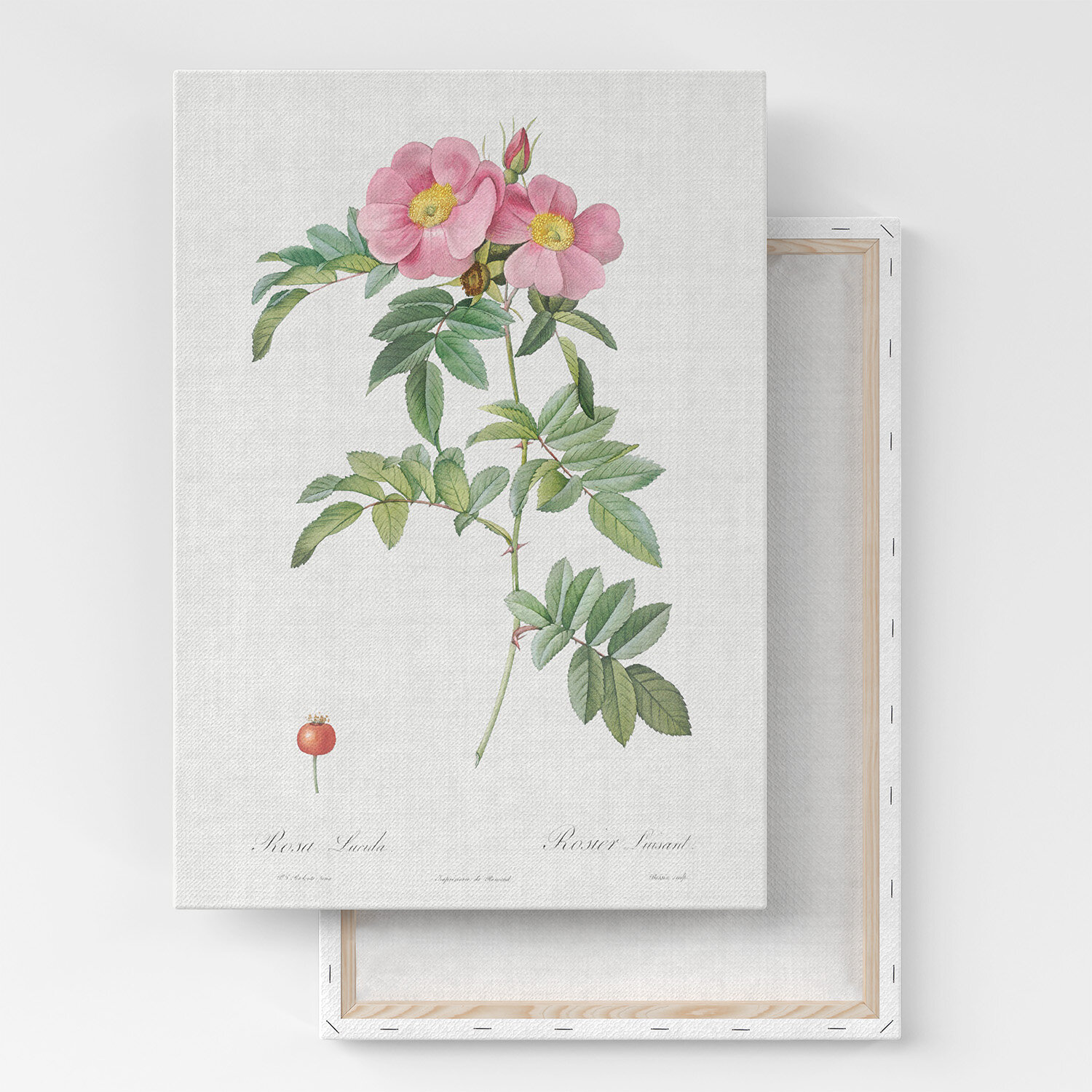 Картина на холсте, репродукция / Пьер-Жозеф Редуте - Rosa lucida / Размер 60 x 80 см