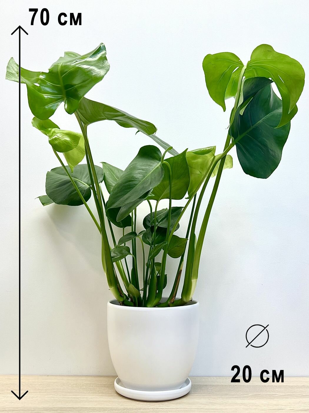 Монстера в керамическом белом горшке классик с поддоном, высота композиции 70-80см