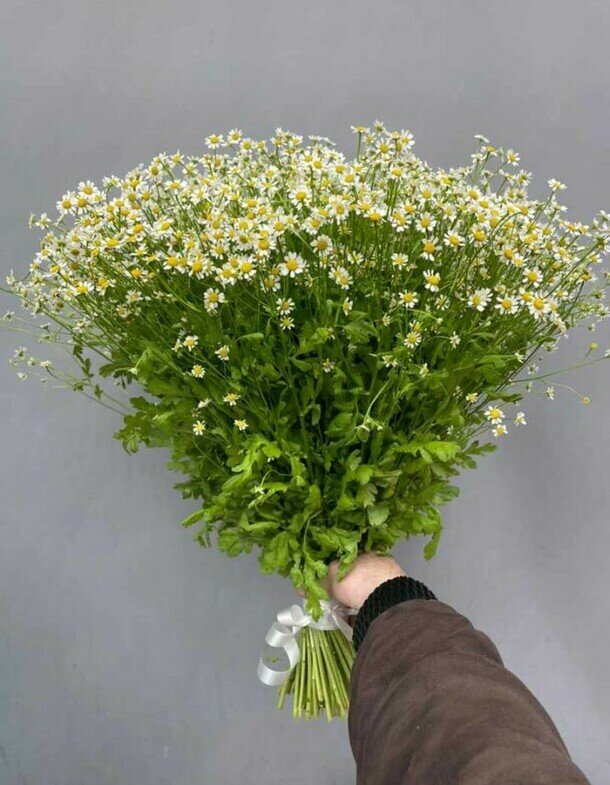 Букет ромашек Well Flowers, круглый, XL, 51 цветок, на стеблях, букет свежих цветов