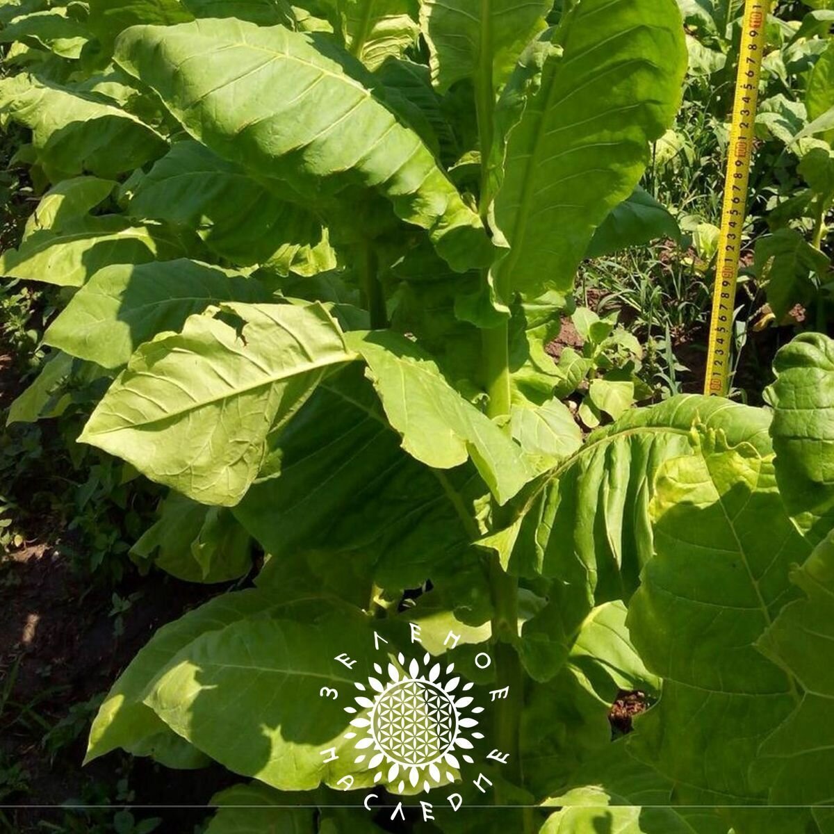 Семена Табак Талгарский (лат. Nicotiana tabacum) 700шт от Green Legacy