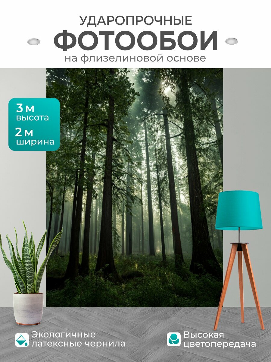 Фотообои моющиеся ударопрочные "Фотообои лес в стиле неоромантизм: изображение густого, мрачного леса с высокими деревьями, изобилующими лиственными" 200x300 см. флизелиновые на стену