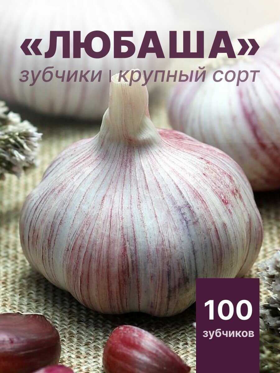 Зубчики чеснока на посадку "Любаша" 100шт
