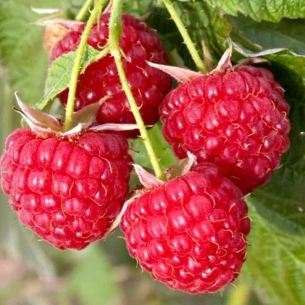 Малина крупноплодная Ранняя Сладкая / 1 шт, морозостойкий сорт