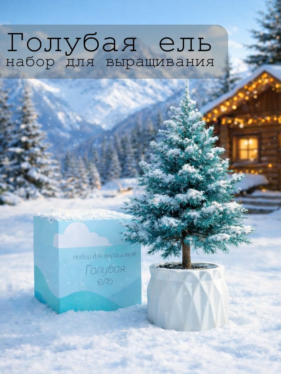 Набор для выращивания растений вырасти сам дома "Голубая ель". Для детей и взрослых