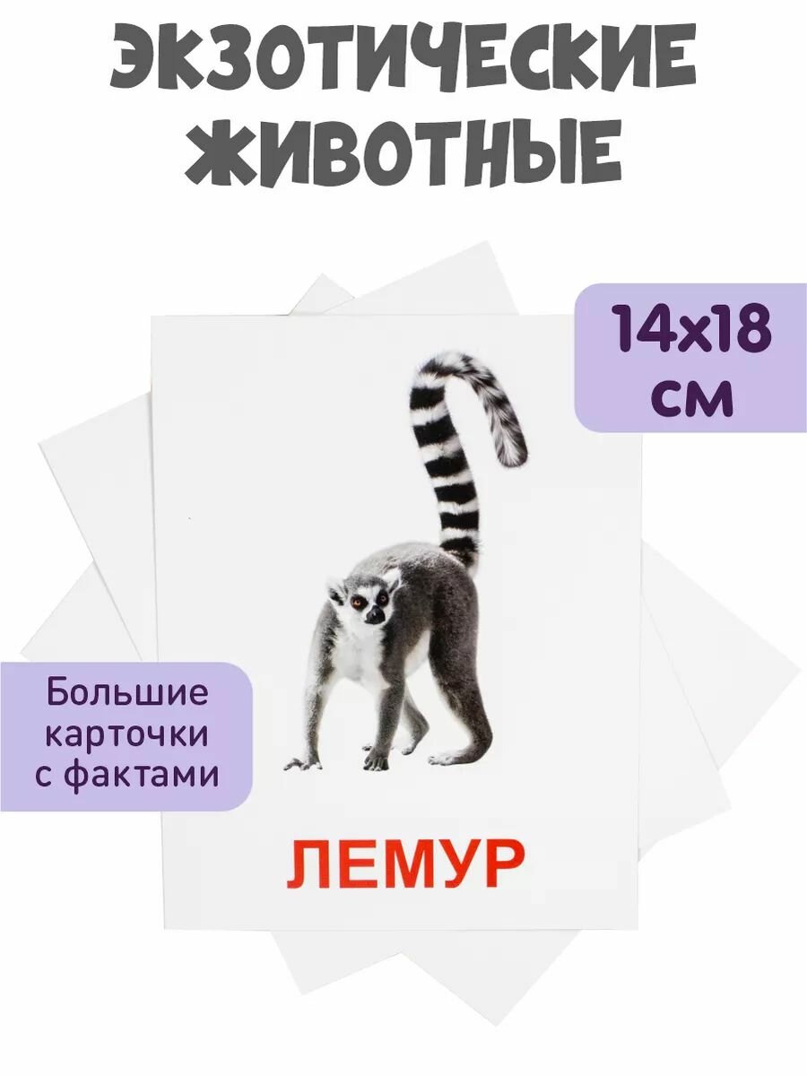 Обучающие карточки Домана "Экзотические животные" Всезнайка KoroBoom, 20 больших плотных развивающих для самых маленьких с фактами и реалистичными картинками для малышей, 180 х 140 мм