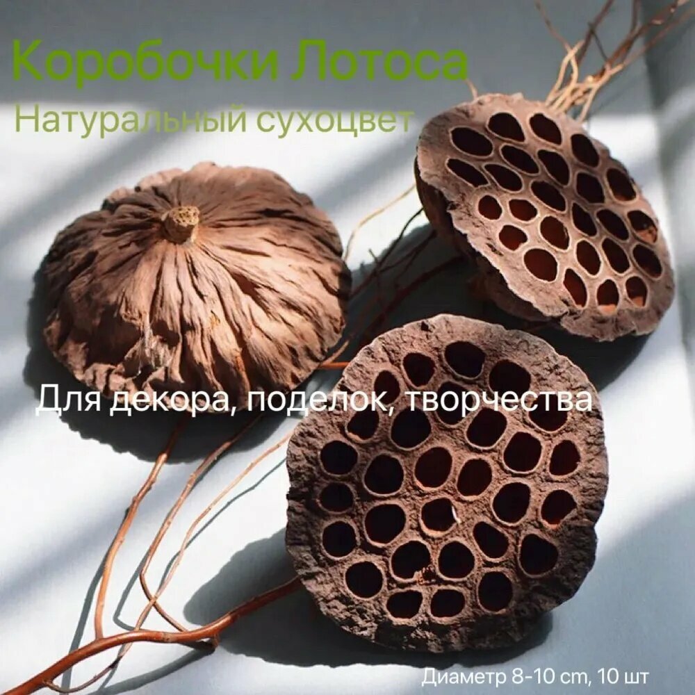 Сухоцветы, 10 шт