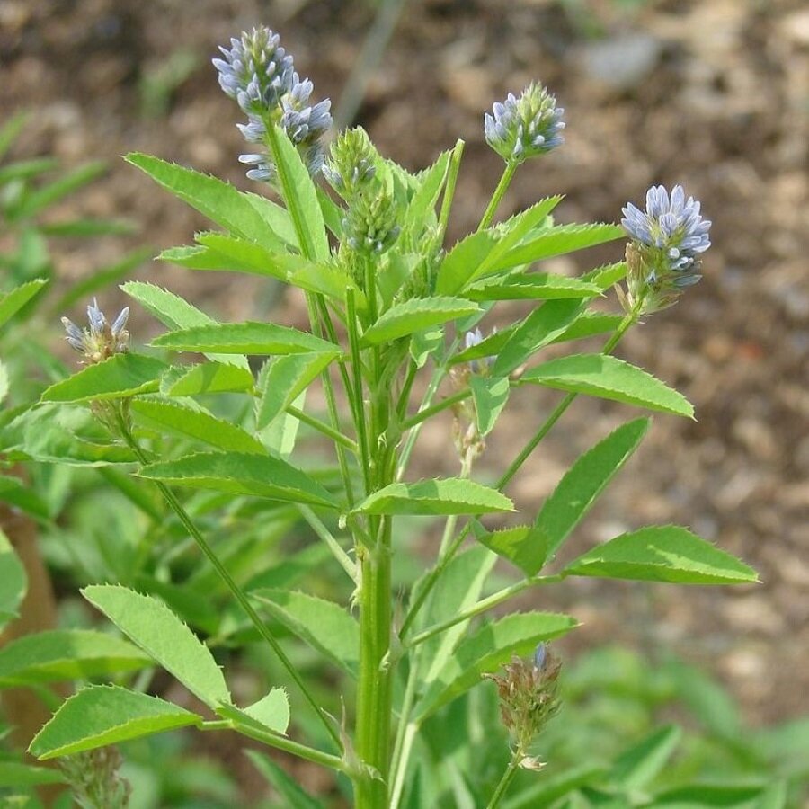Семена Deodar SEEDS COMPANY Пажитник голубой 100 шт.