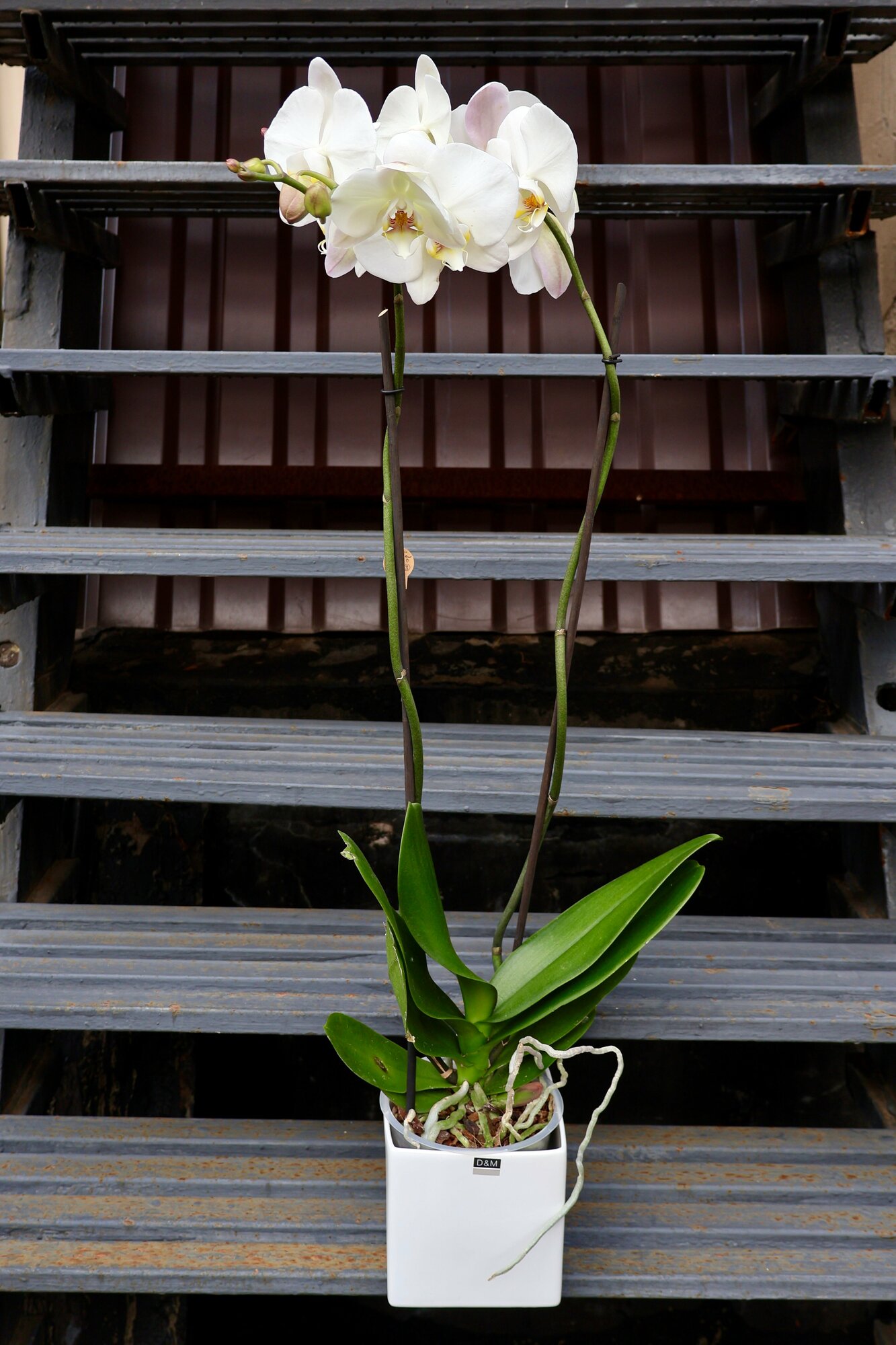 Орхидея Фаленопсис Белоснежный Гигант в кашпо (D-15 H-100)