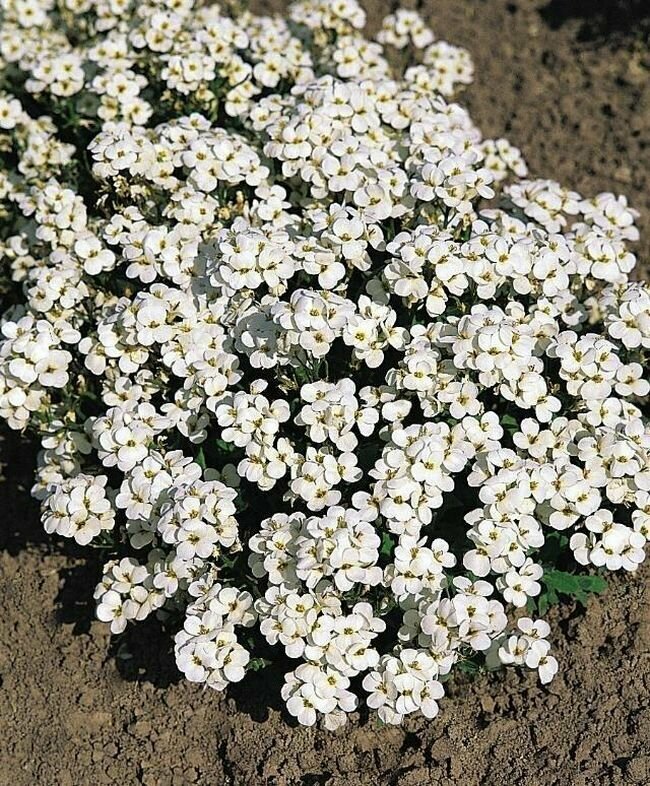 Семена Арабис Снежное облако