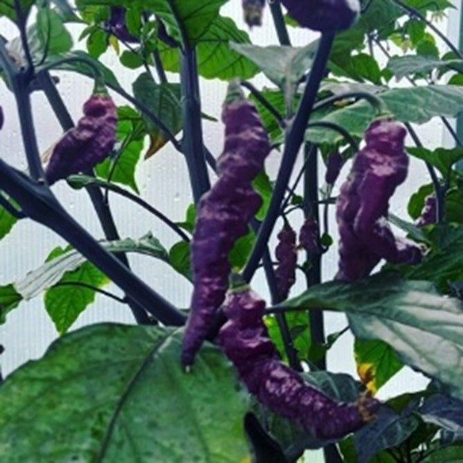 Семена Острый перец Yaki Blu X Pink Tiger, 5 семян + подарок