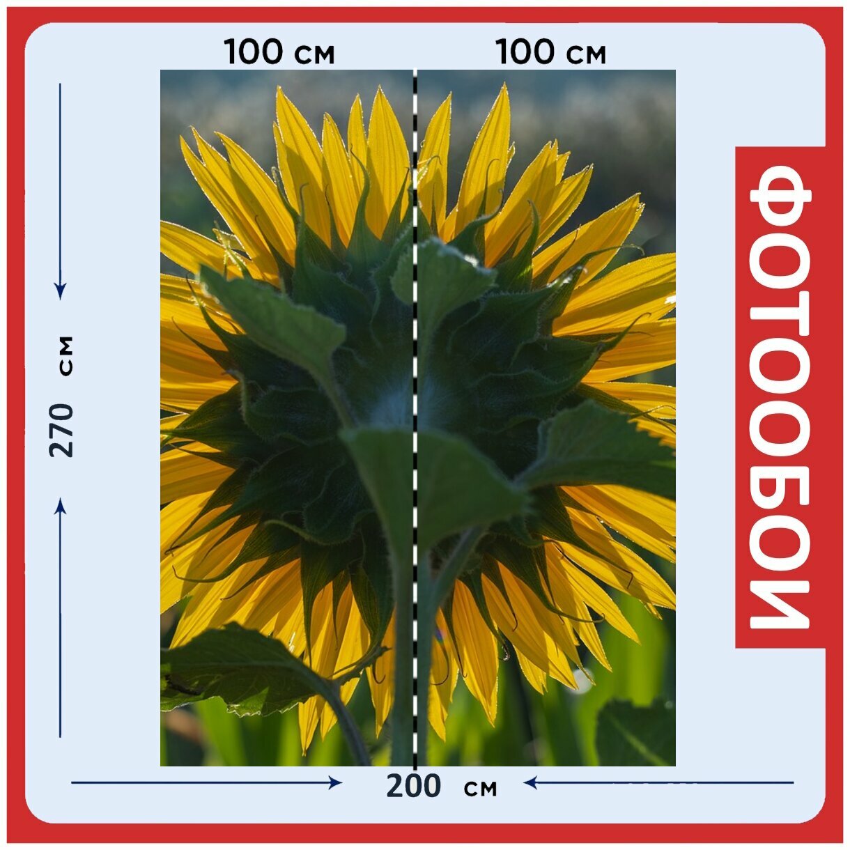 Фотообои "Подсолнечник, цветок, подсолнух" 200x270 см. флизелиновыена стену