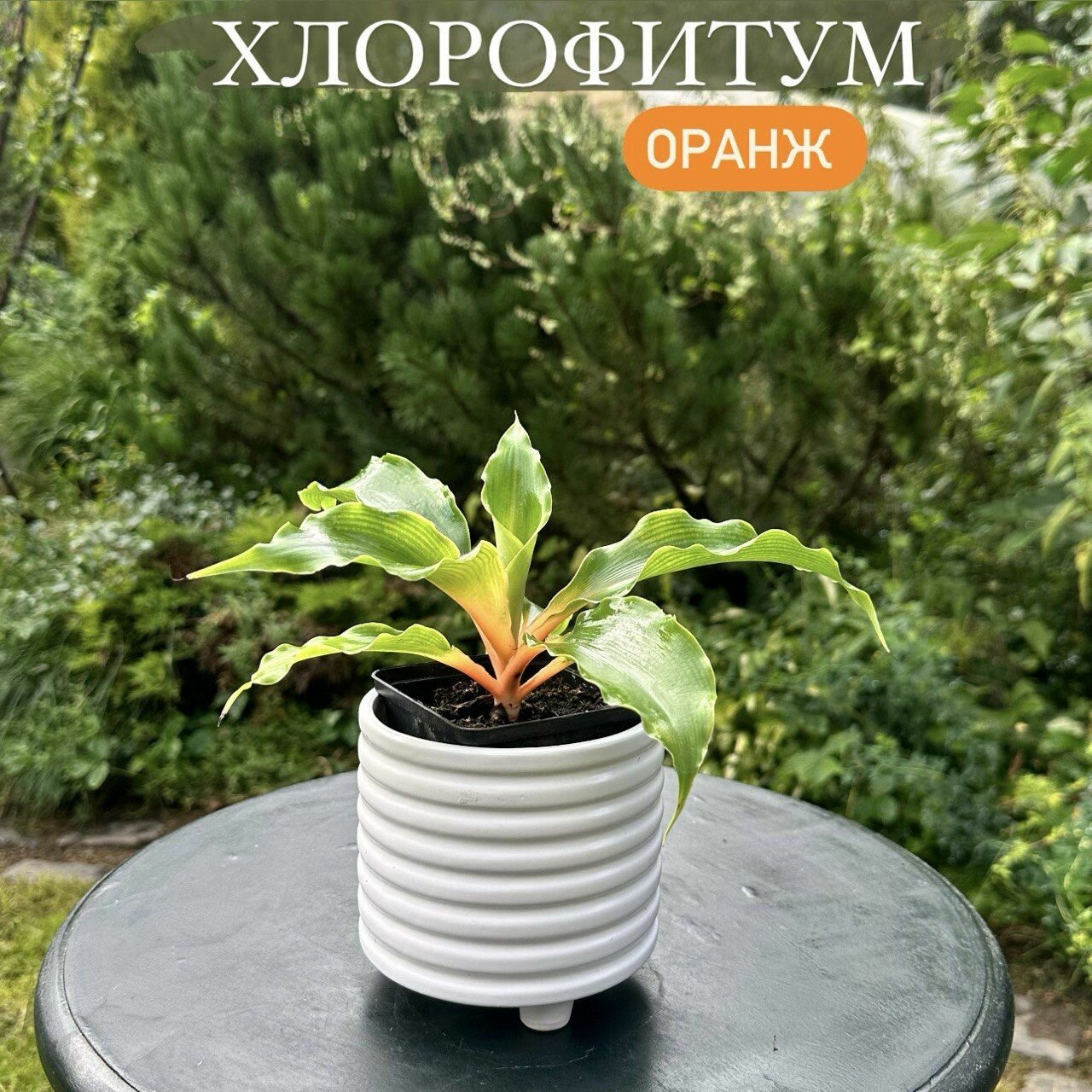 Хлорофитум Оранж 20x12, живое декоративное растение в горшке, комнатное растение для дома, квартиры и офиса
