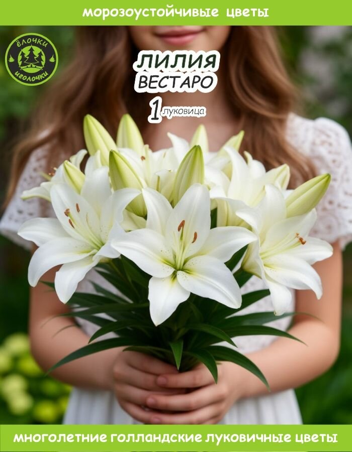 Лилия Луковица, Вестаро, 1 шт