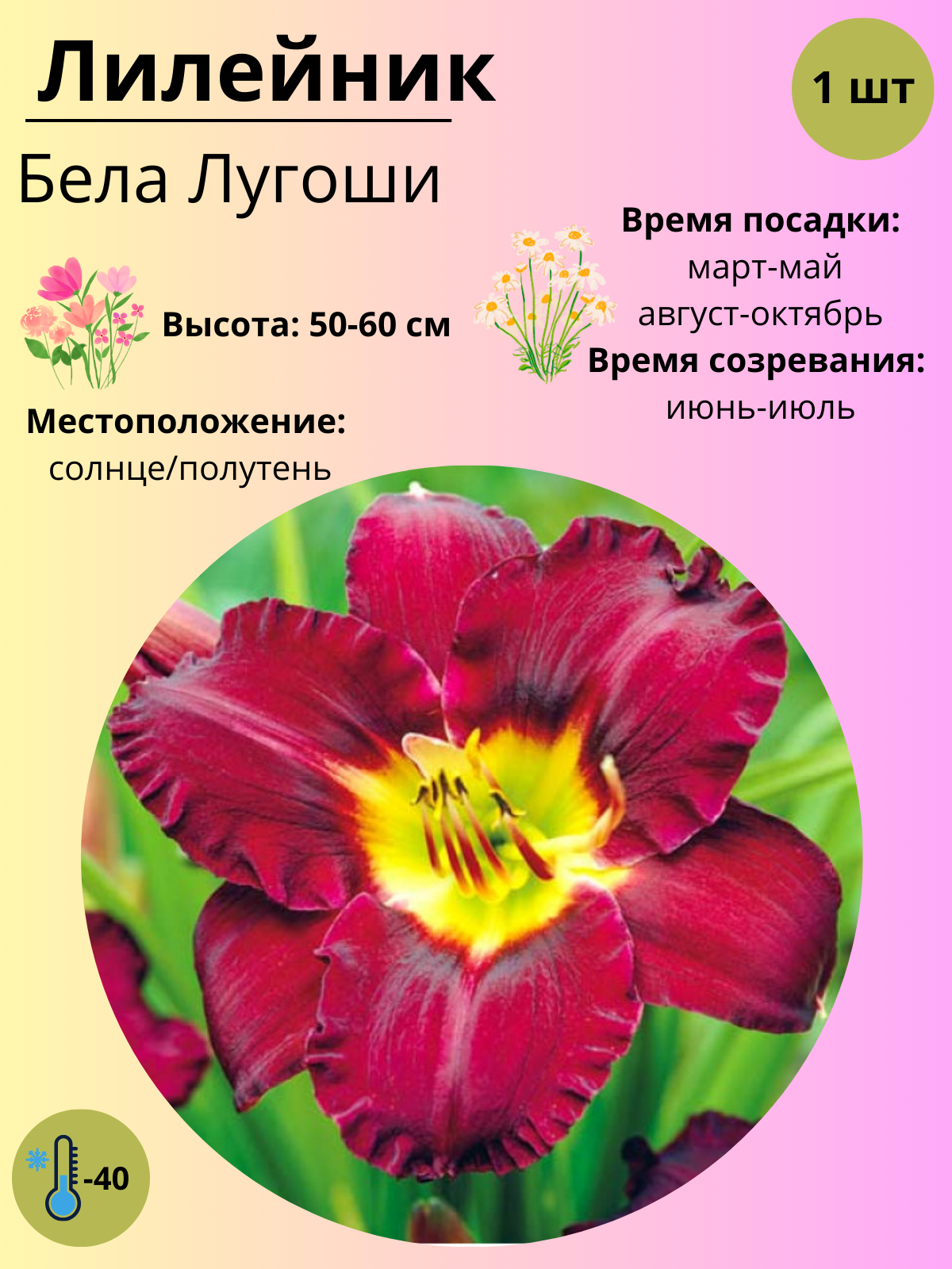 Лилейник Бела Лугоши, многолетние цветы / корень 1 шт