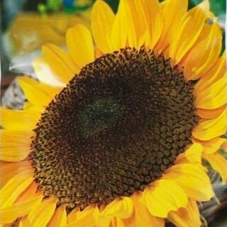 Семена Подсолнечника "Донской отборный"