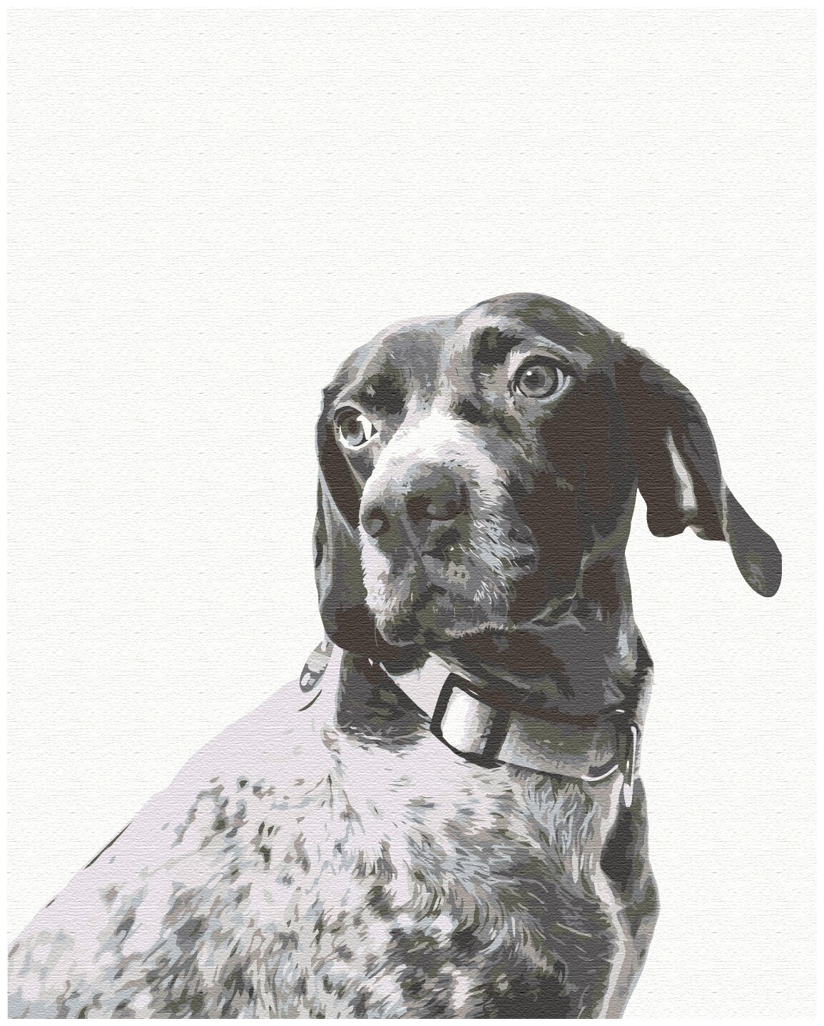 Картина по номерам на холсте с подрамником 40х50 см. Природа, животные, рыбы, птицы. Собаки, щенки. "Курцхаар", арт. 2010/