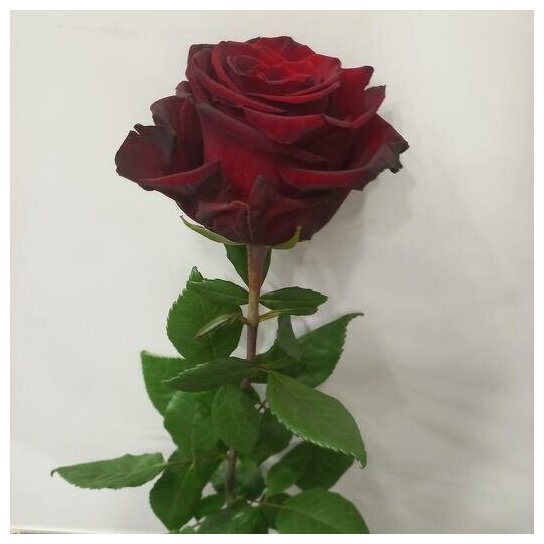 Роза Explorer (Эквадор), 5 шт