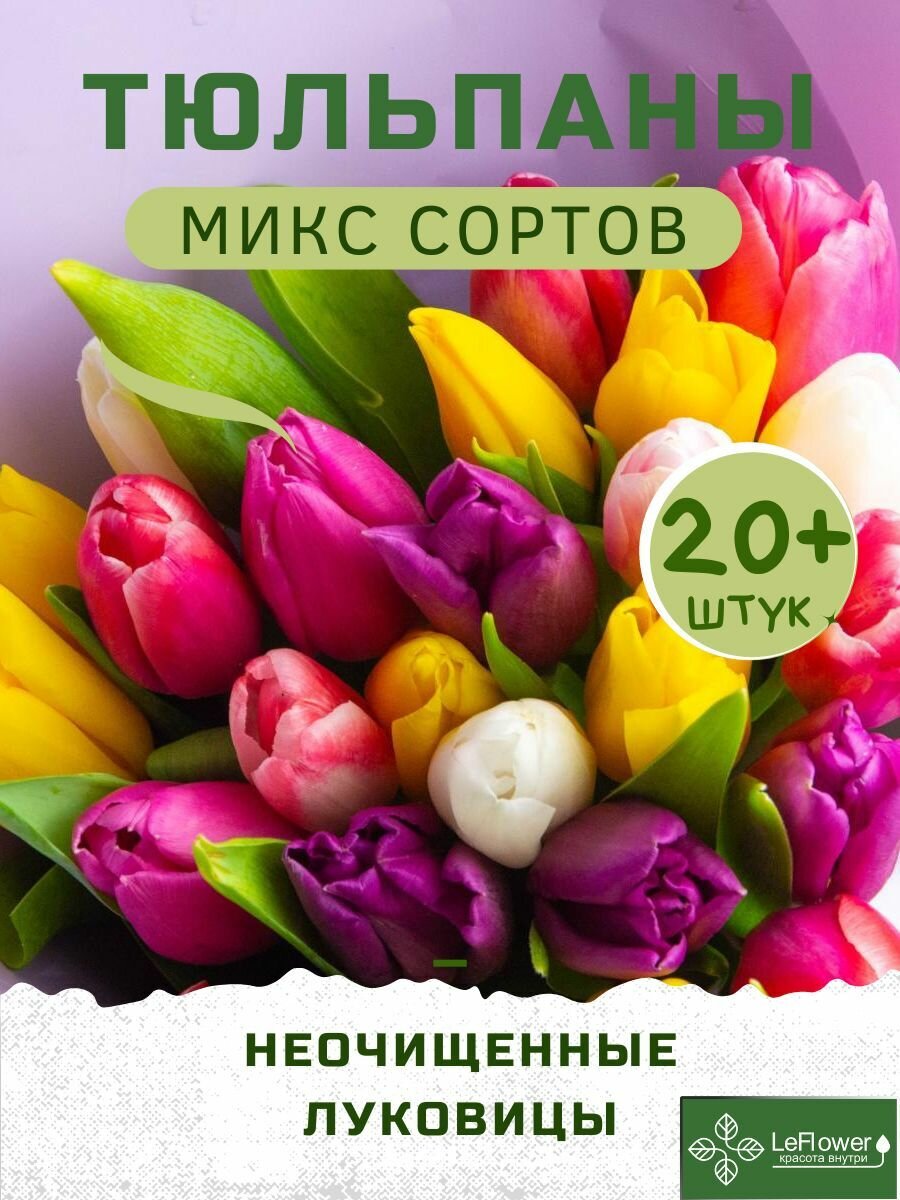 Тюльпан Луковицы неочищенные, Микс сортов, 20шт+ (LeFlower)