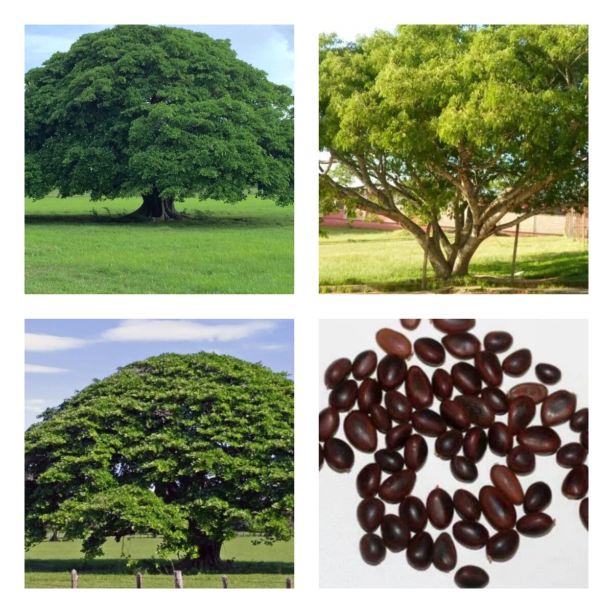 Энтеролобиум (Enterolobium gummiferum) - семена 3 шт