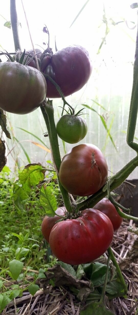 Семена томата Черный айсберг 7шт+бонус