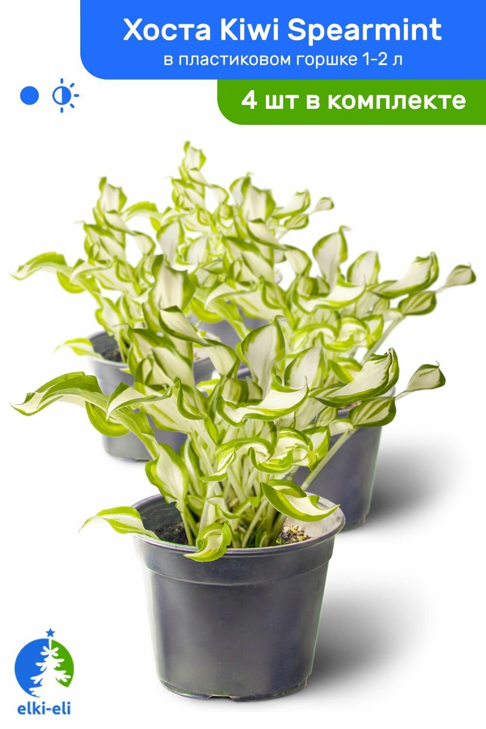 Хоста Kiwi Spearmint (Киви Сперминт) в пластиковом горшке 1-2 л, травянистый многолетник, саженец, комплект из 4 шт