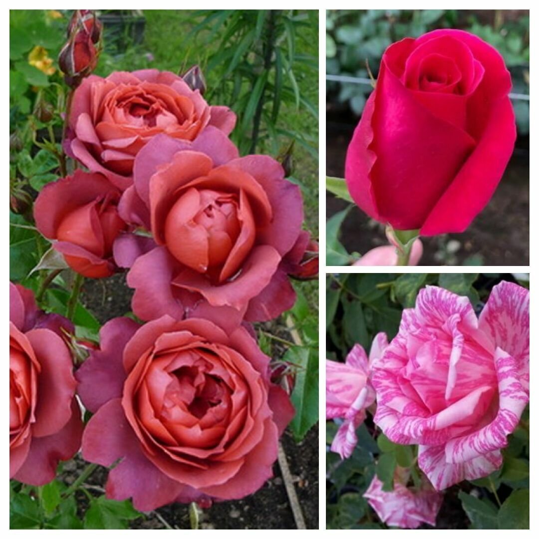 Комплект чайно-гибридных роз Инглиш Брекфест 3 шт