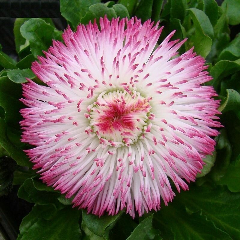 Маргаритка многолетняя игольчатая Хабанера Роуз, раноцветущее растение с крупным густомахровым игольчатым цветком идеально для ковровых посадок в саду, 5 семян