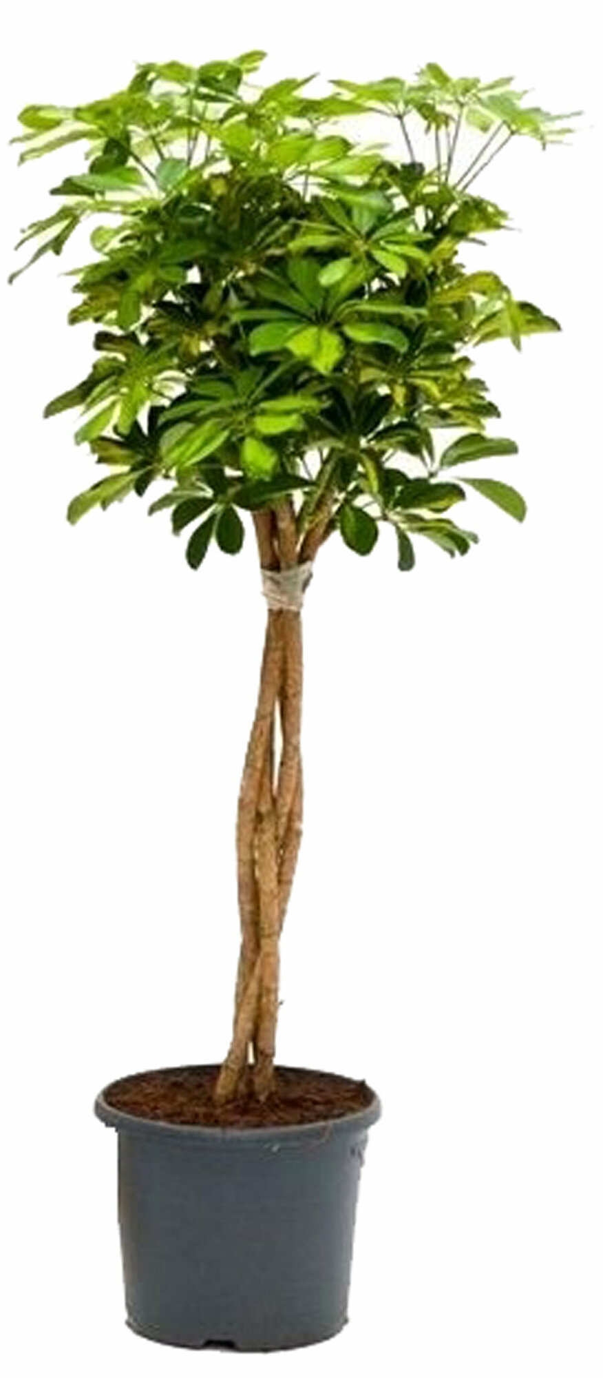 Шеффлера Голд Капелла косичка - Schefflera gold capella D35 H200