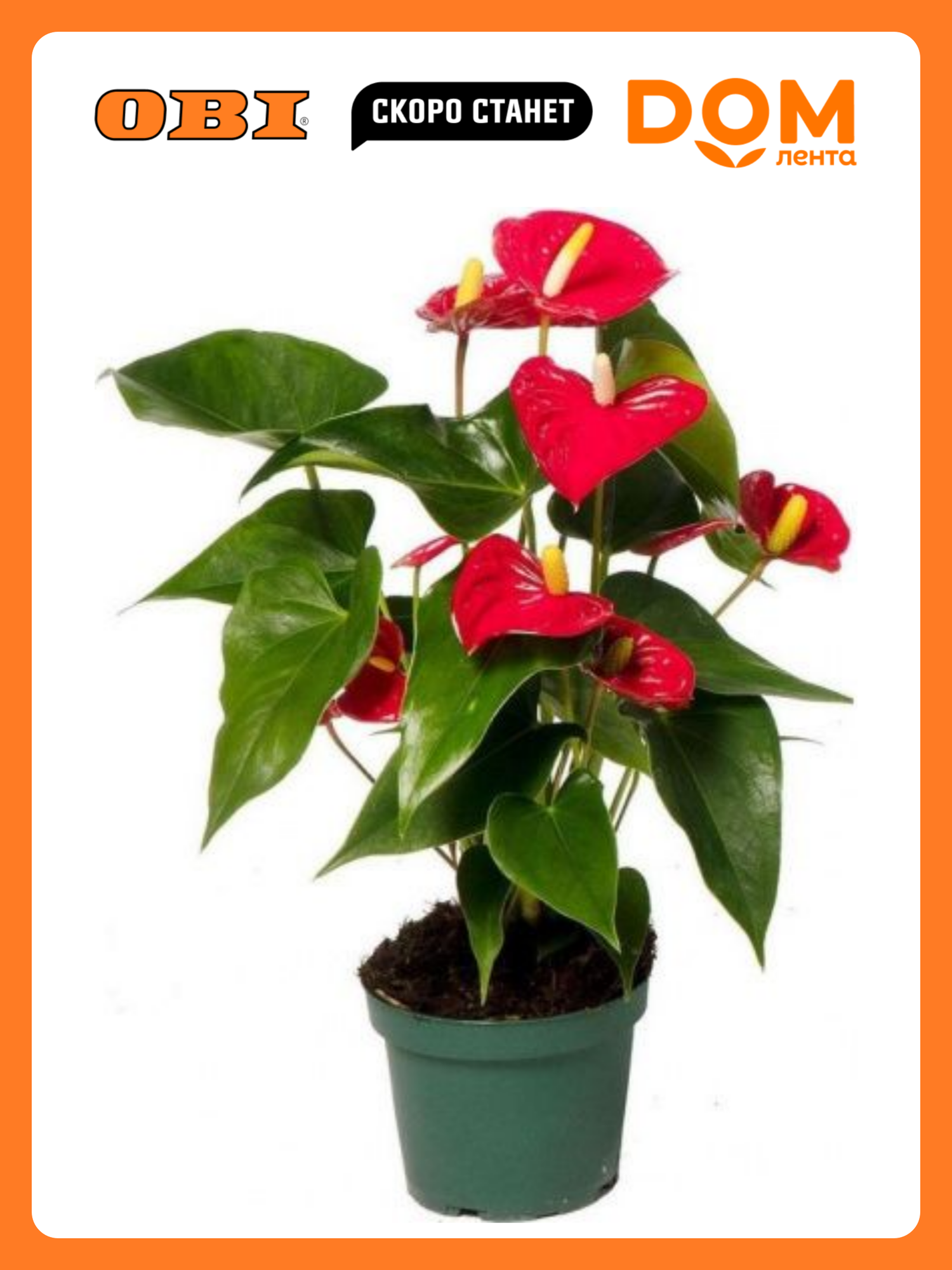 Антуриум "Ред Чемпион", декоративно-цветущий, высота 40 см, диаметр горшка 12 см