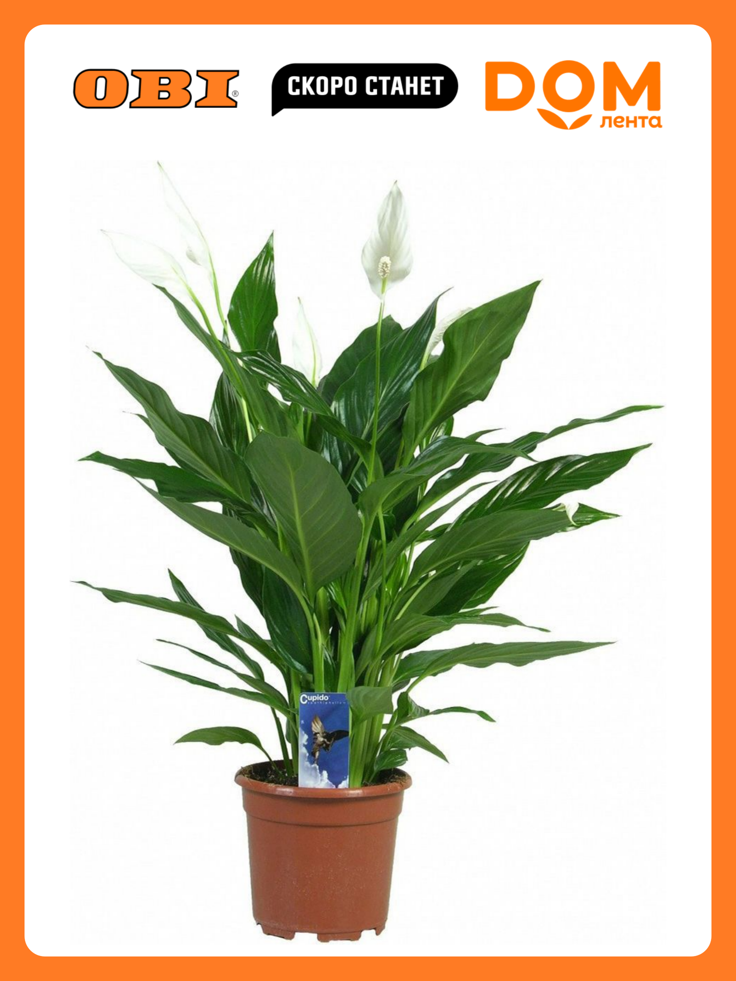 Спатифиллум "Купидо компакто", многолетнее, низкорослый сорт