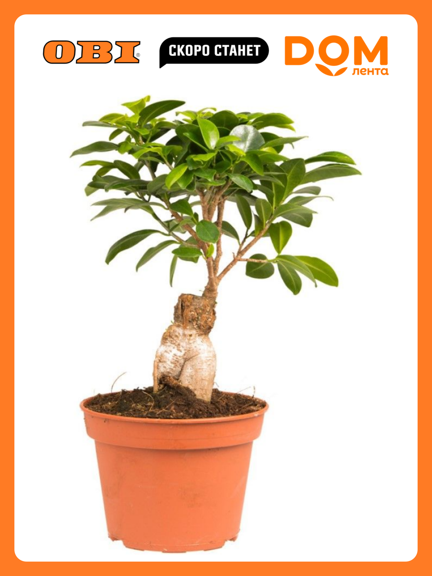 Фикус Микрокарпа, декоративно-лиственный, изумрудно-зеленый, скругленные листья