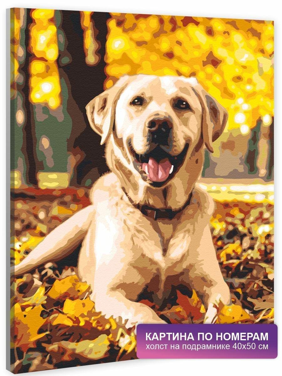 Картина по номерам на холсте с подрамником 40х50 см. Природа, животные, рыбы, птицы. Собаки, щенки. "Лабрадор", арт. 5302/