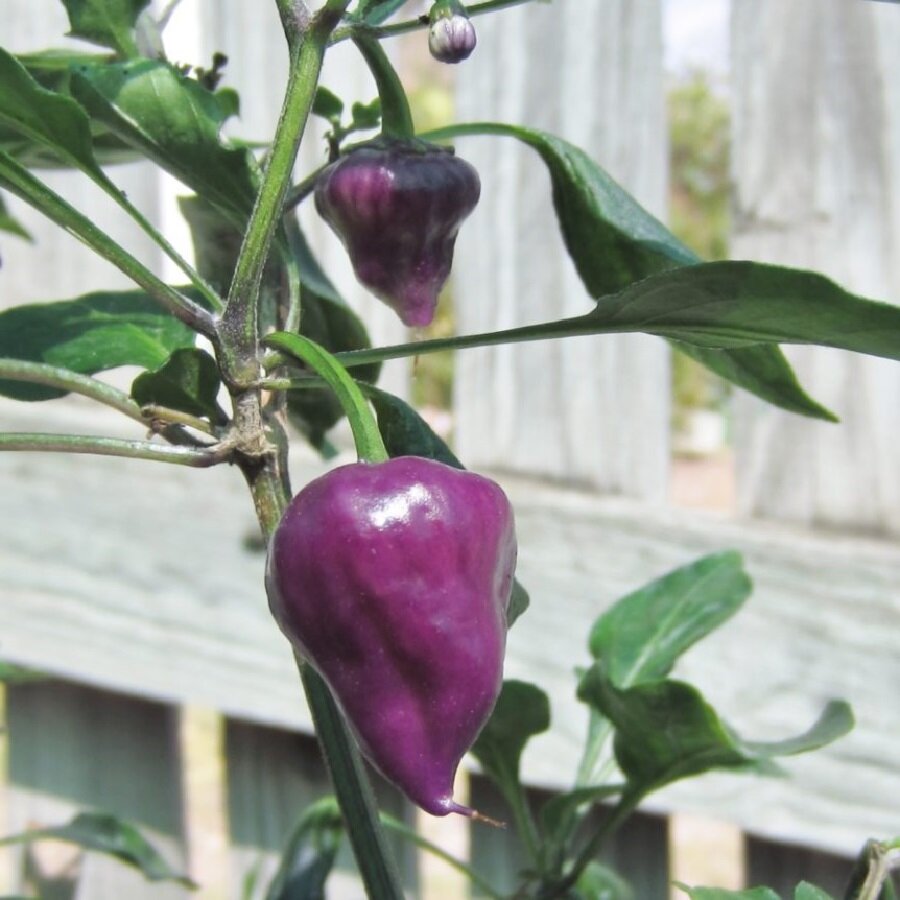 Семена Deodar SEEDS COMPANY Перец острый Purple UFO 5 шт.