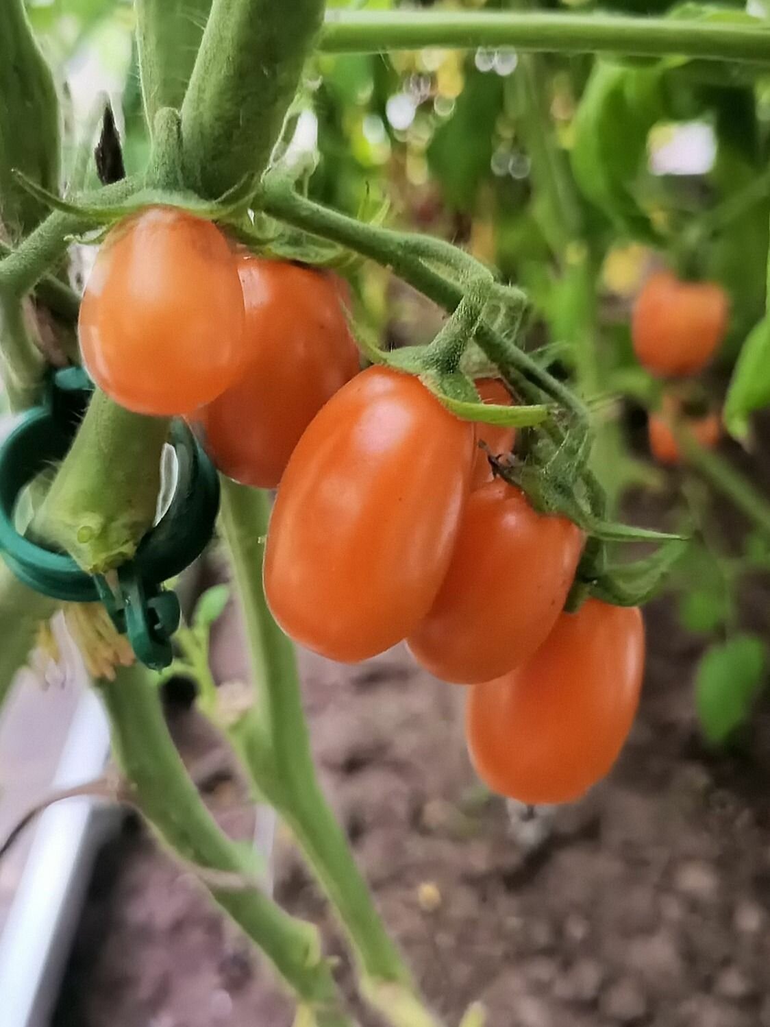 Грушевый апельсин 7шт+ бонус