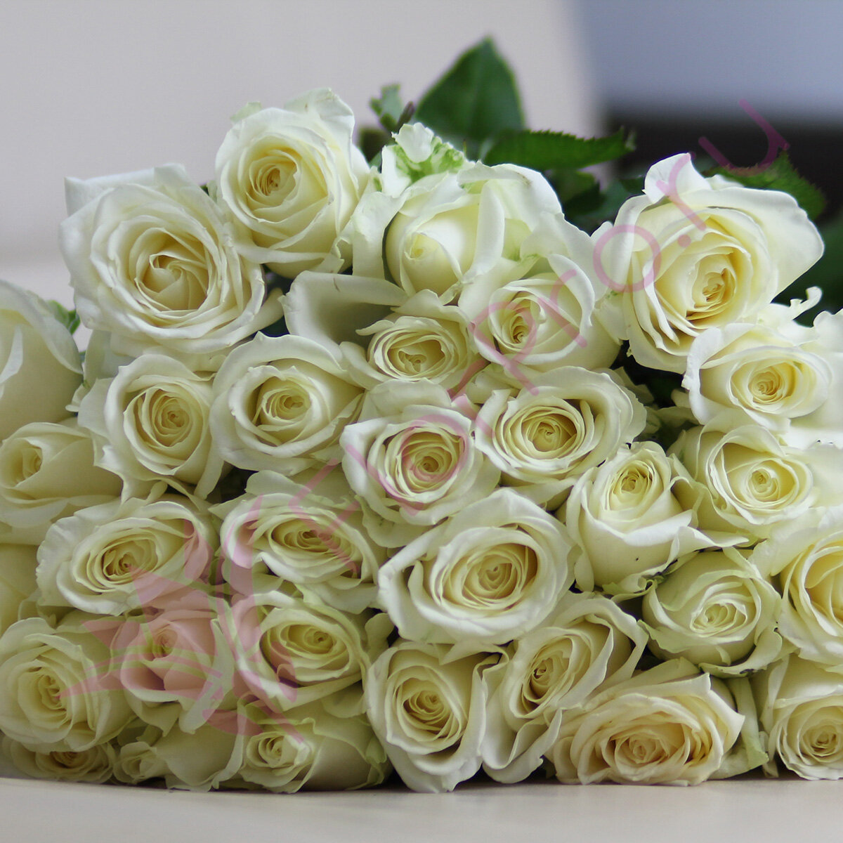 Цветы живые букет Flor-Pro Flowers из 35 белых роз 80 см с атласной лентой — фото 1