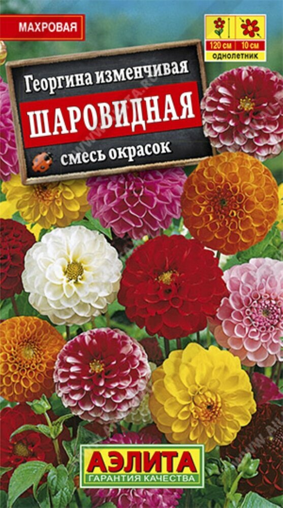 Цена за 10 пачек! Семена Георгина Шаровидная изменчивая 0,2г Одн смесь 120см (Аэлита)