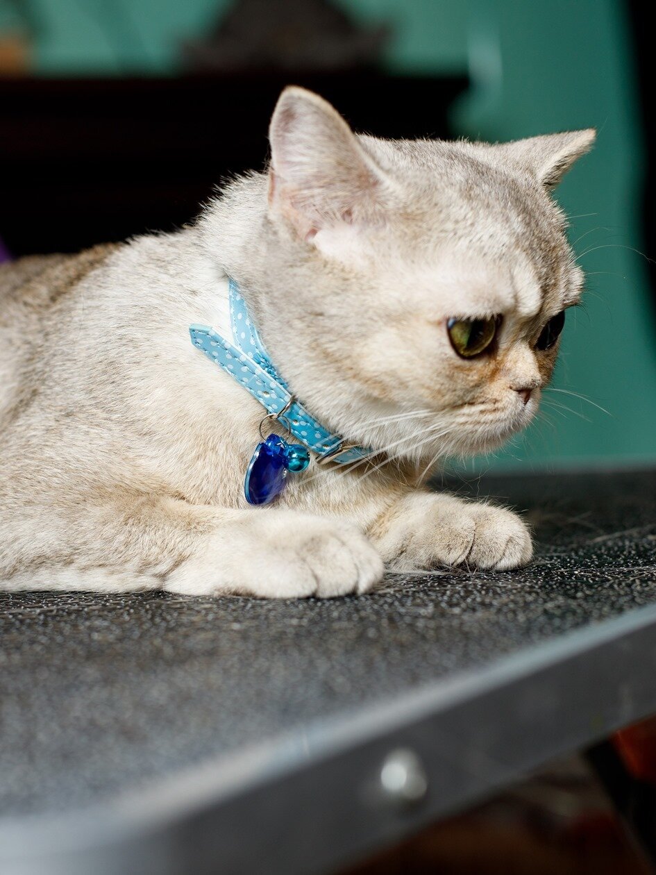 Безопасный ошейник Japan Premium Pet в стиле "Швейцарского горошка" с системой защиты от удушения, сияющий голубой, размер S