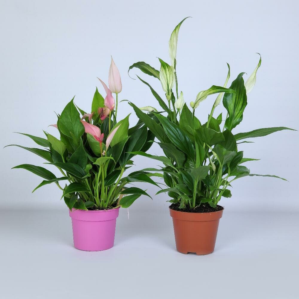 Набор Антуриум Лили и Спатифиллум Шопен, D-9