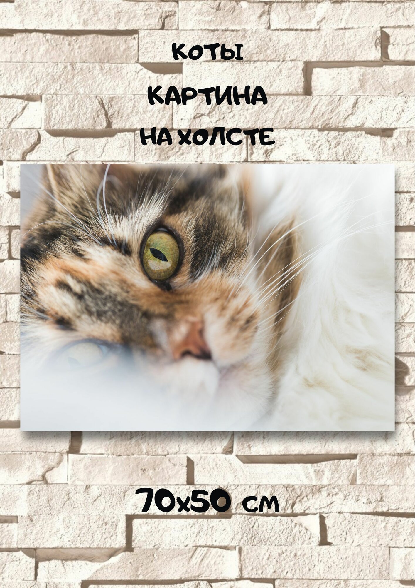 Картина "Коты животные котята" фотокартина на холсте для интерьера