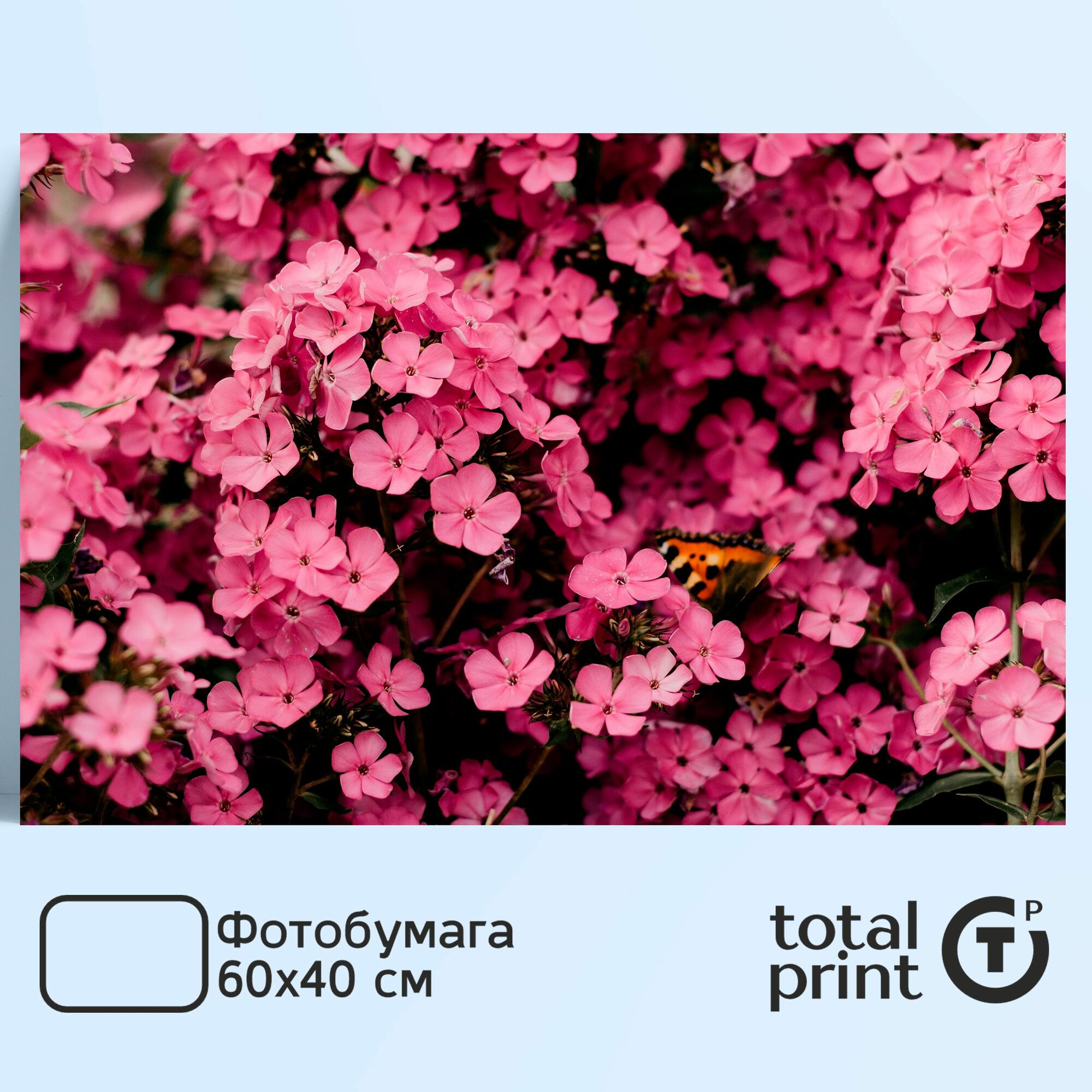 TotalPrint Постер для интерьера, Цветы, букет, композиция, 60х40см.