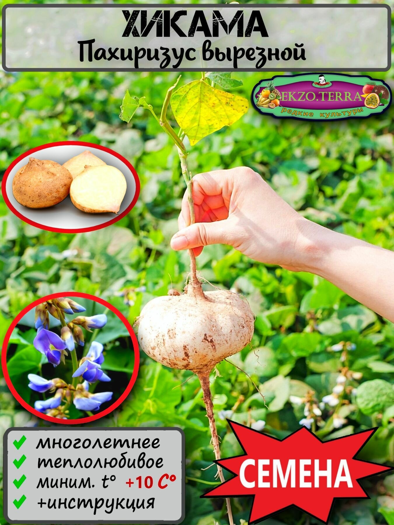 Семена Хикама, Джикама, Пахиризус вырезной 5шт.