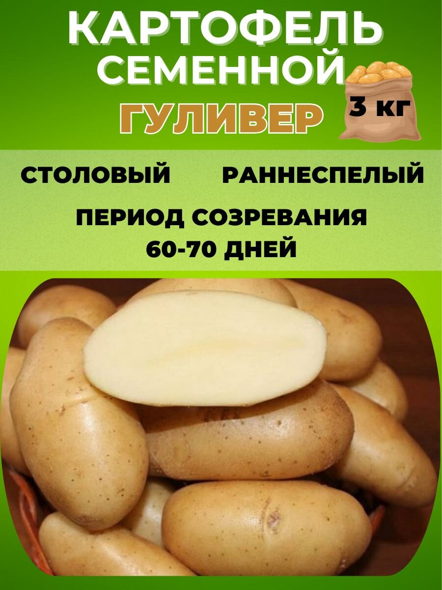 Картофель семенной Гуливер 3 кг