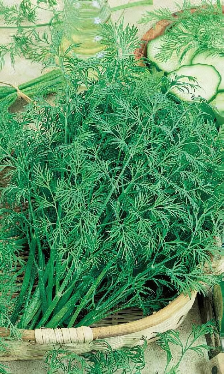 Семена укропа 'Кибрай' 2гр, позднеспелый сорт, высокая урожайность, для зелени