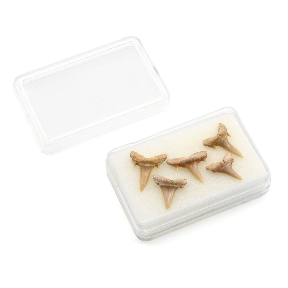 Зубы акулы "Carcharias" 5шт. в блистерной упаковке .